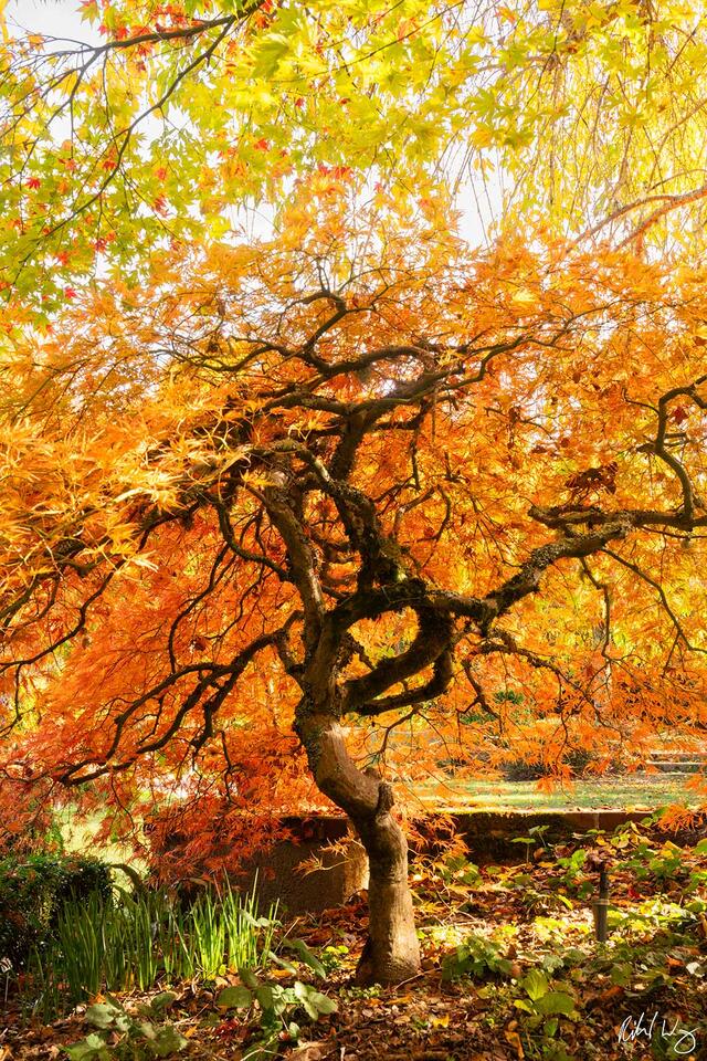 Tree Photography | Richard Wong Photography