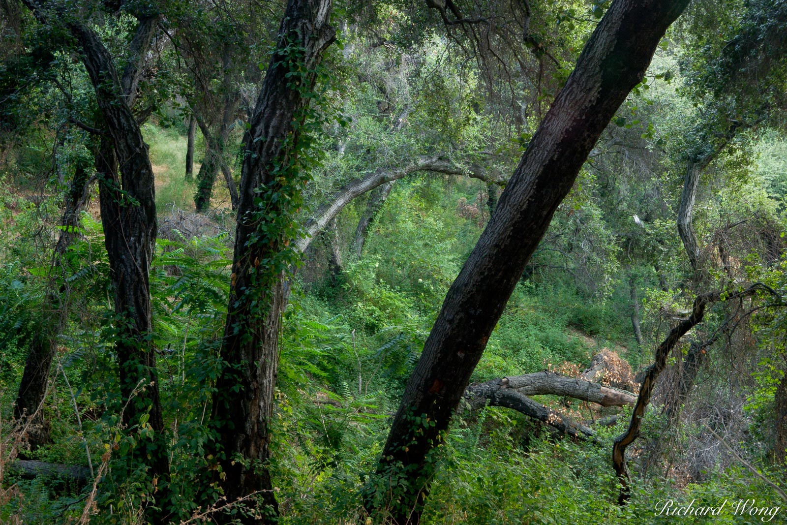 Oak Tree Forest | Glendora, California | Richard Wong Photography