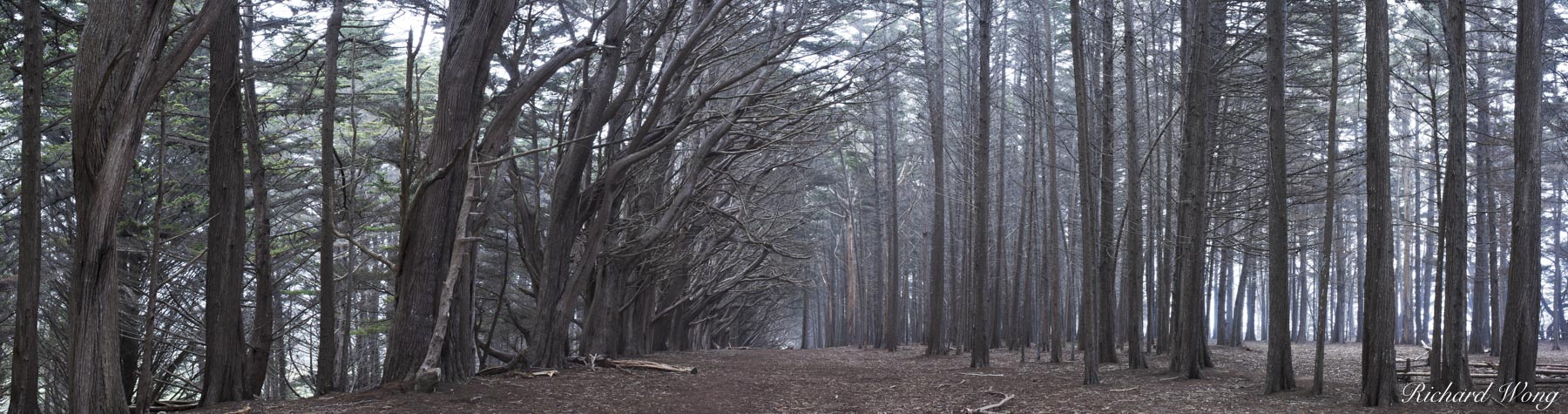 Monterey Cypress Tree Forest Panoramic | California | Richard Wong ...